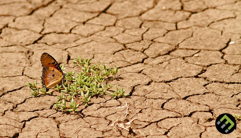 Desertification: What it Means and Why It Matters - EcoMatcher