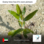 Trees in UAE - EcoMatcher