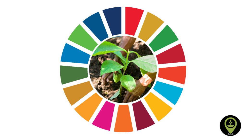 Want to hit 17 sustainable goals with 1 stone? Try tree planting ...