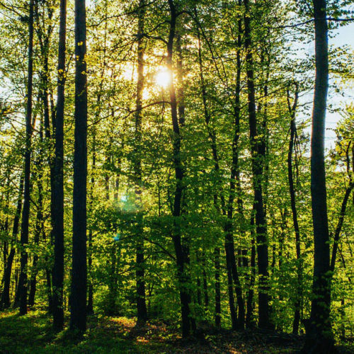 Integrating tree-planting into your business - EcoMatcher