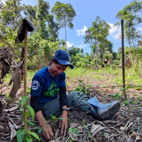 Regrow Borneo - EcoMatcher