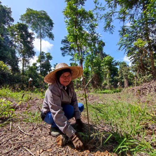 Regrow Borneo - EcoMatcher