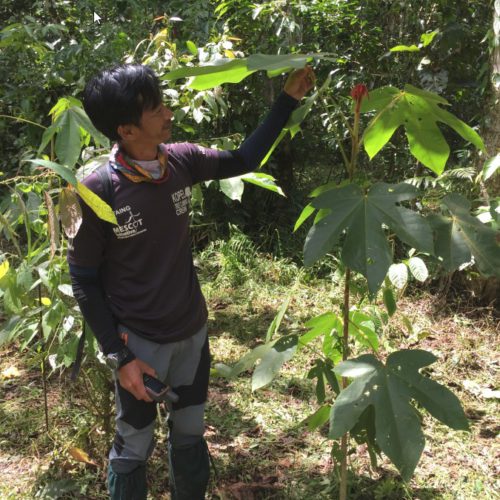 Regrow Borneo - EcoMatcher