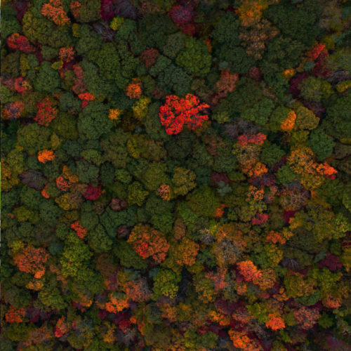 Integrating tree-planting into your business - EcoMatcher