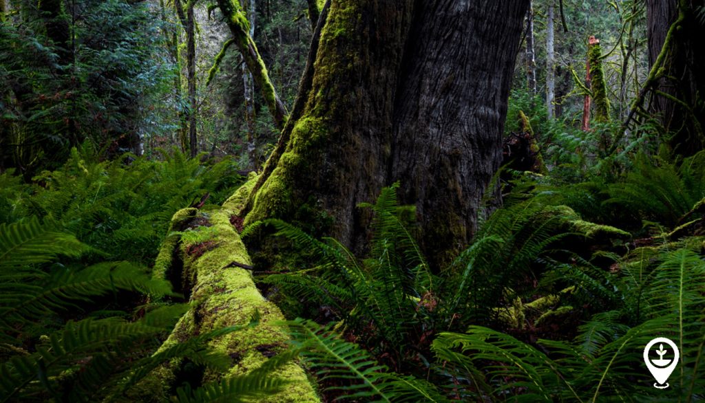 The imperative of protecting and preserving old-growth forests