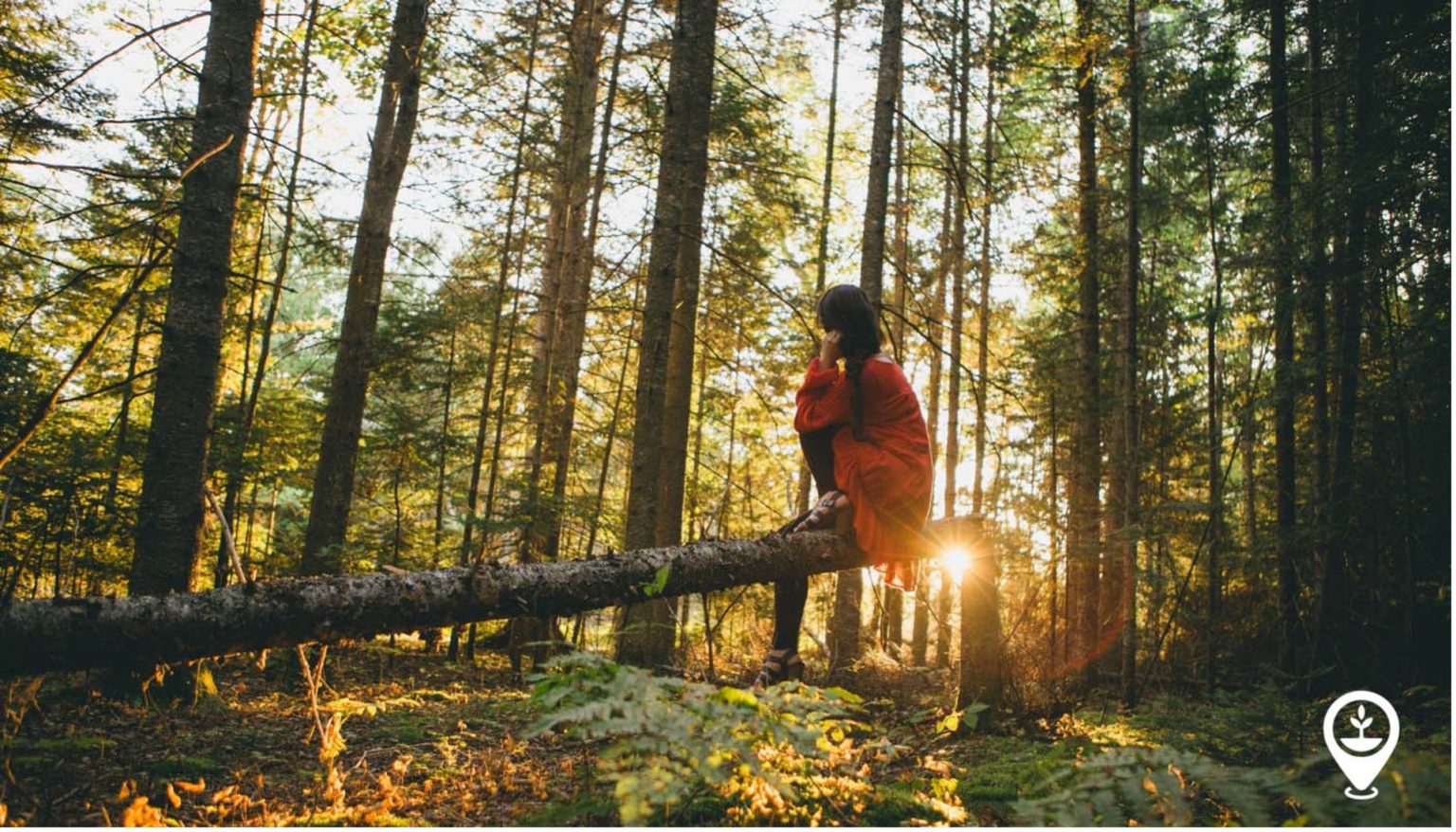 How trees benefit mental and physical health - EcoMatcher