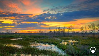 Wetlands and Why They Matter - EcoMatcher