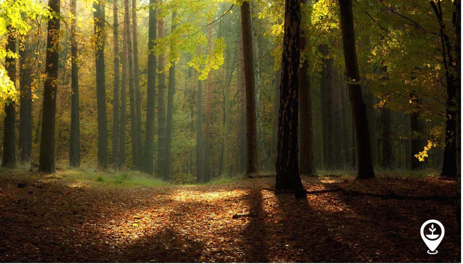 The Signs of a Healthy Forest - EcoMatcher