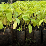 Integrating tree-planting into your business - EcoMatcher