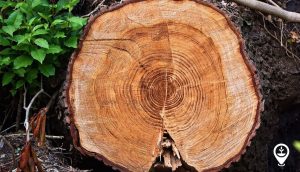 How Tree Rings Function as Time Capsules - EcoMatcher