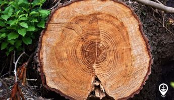 How Tree Rings Function as Time Capsules - EcoMatcher