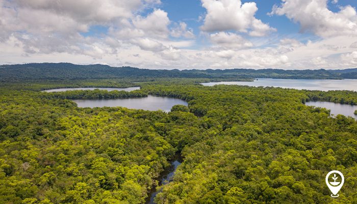 The Importance of Forests in Hydrological Balance - EcoMatcher