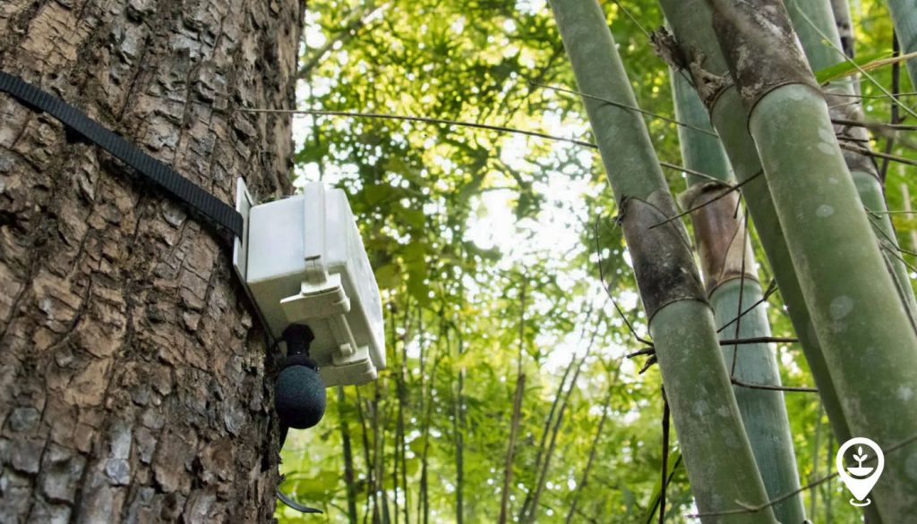 Discover Forest Health Through Sound - EcoMatcher